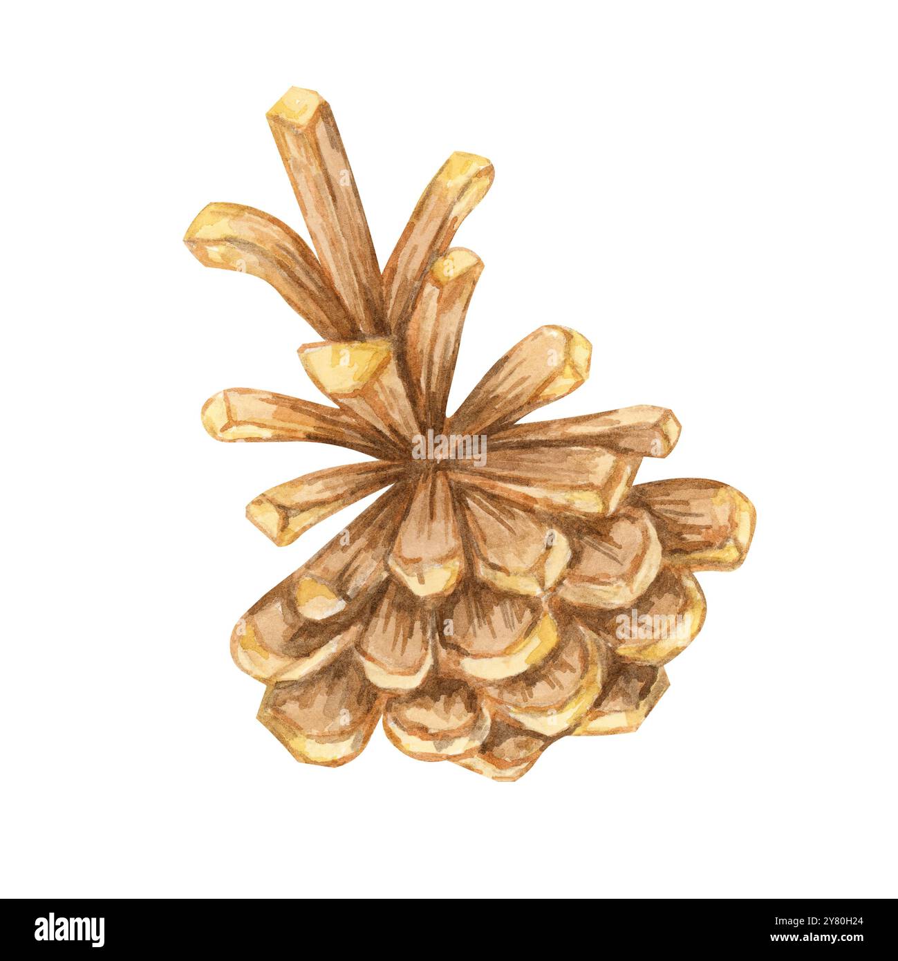 Pine cone watercolor illustration for winter crafts, holiday ...