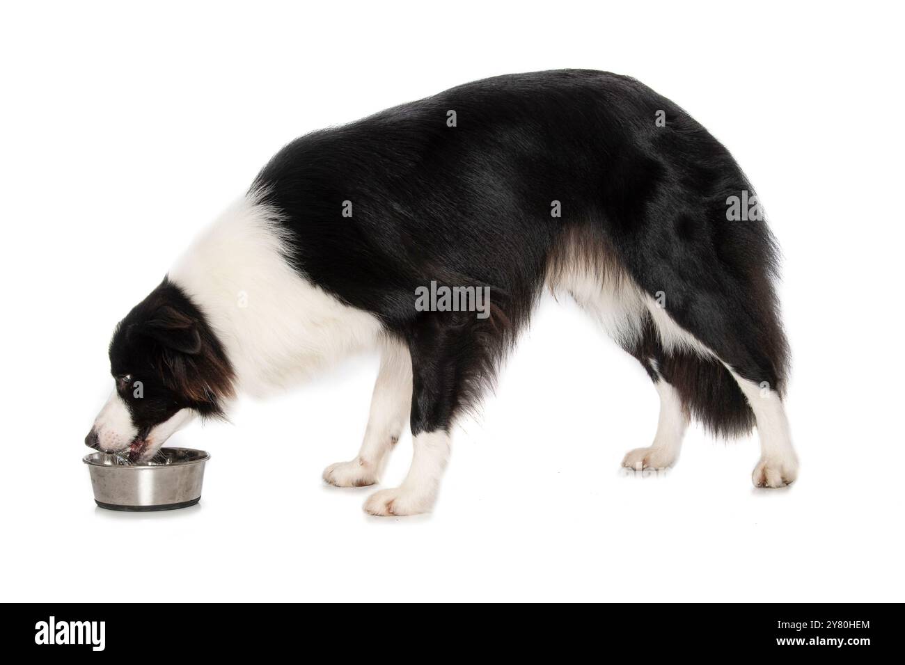 White dog drinking water Cut Out Stock Images & Pictures - Alamy