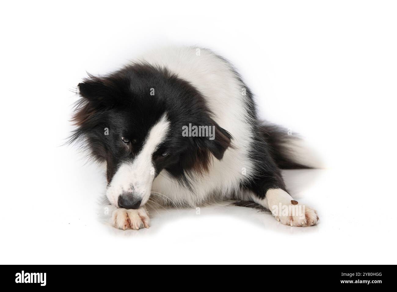 Young border collie dog lying on white background Stock Photo - Alamy