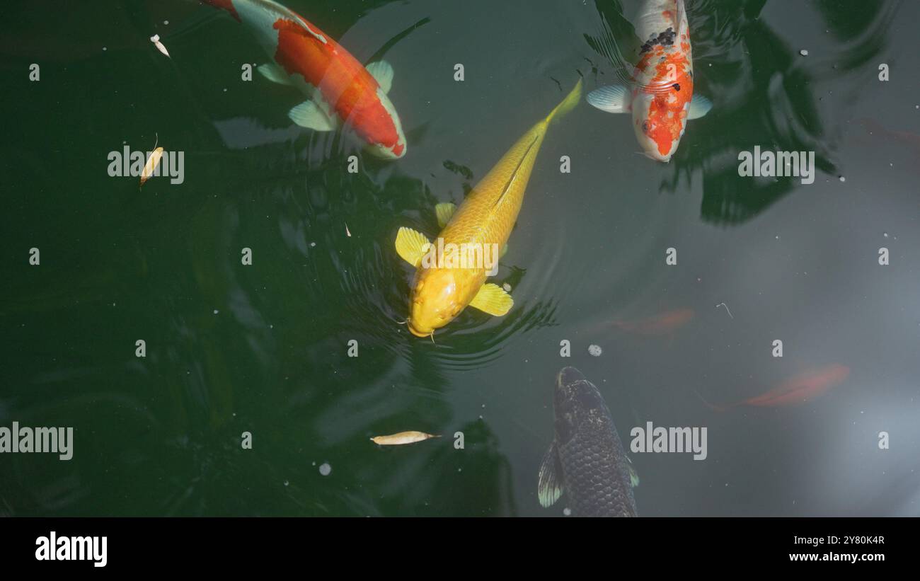 Colorful koi fish swim gracefully in a serene pond with a clear view of ...