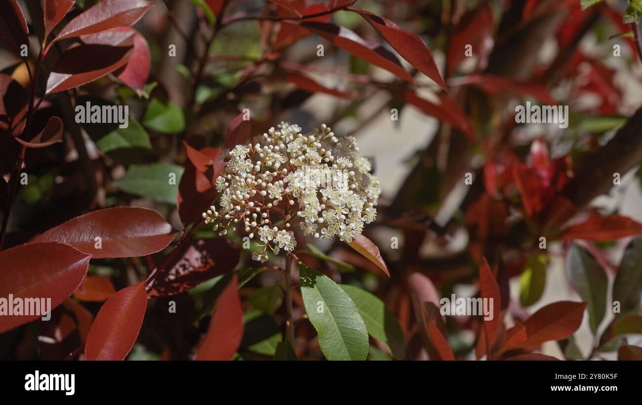 Vibrant photinia shrub white blossoms hi-res stock photography and ...