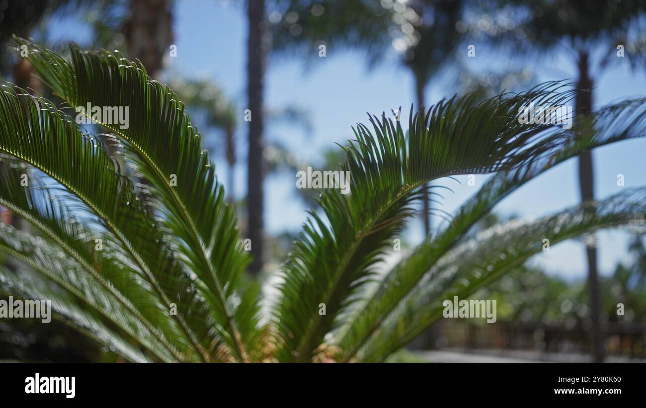 Close-up of sago palm cycas revoluta fronds with tropical palms in soft ...