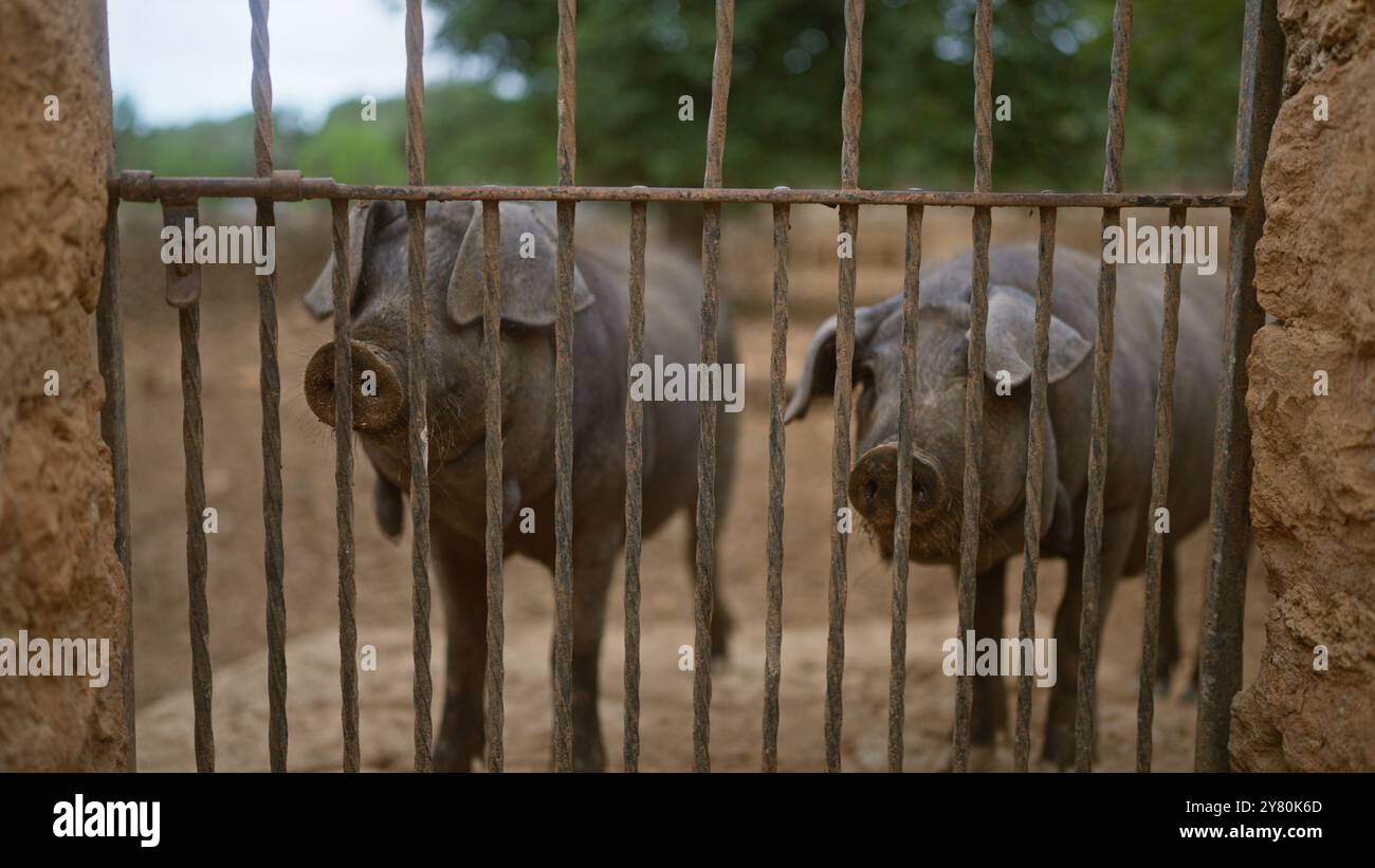 Pigs standing behind a barred fence outdoors on a farm illustrating ...