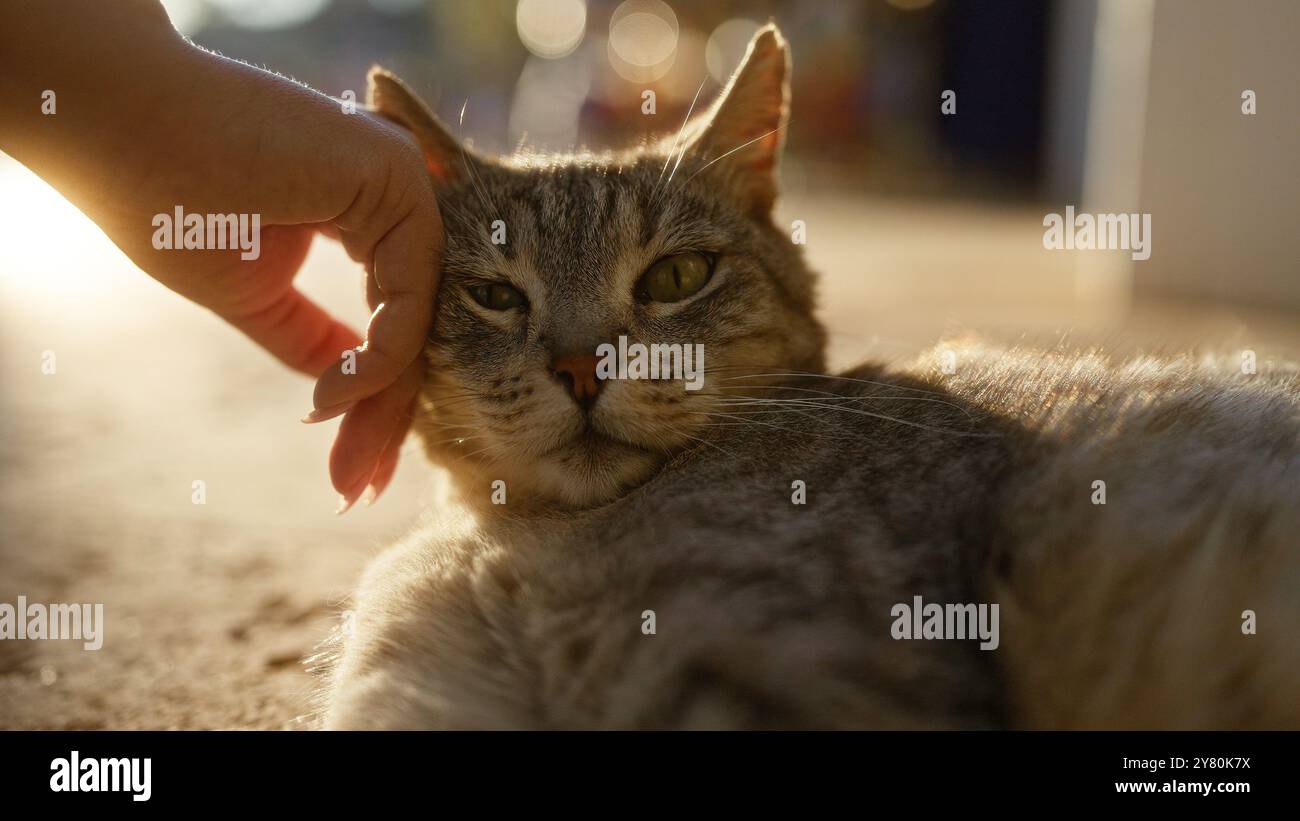 Woman gently petting a relaxed cat outdoors in warm sunlight with a ...