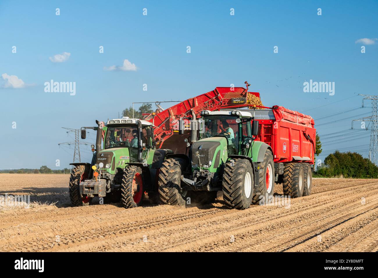 Potato harvest: digging up potatoes in the middle of field. Fendt ...