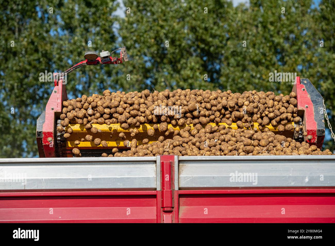 Potato harvest: digging up potatoes in the middle of field. Hopper and ...