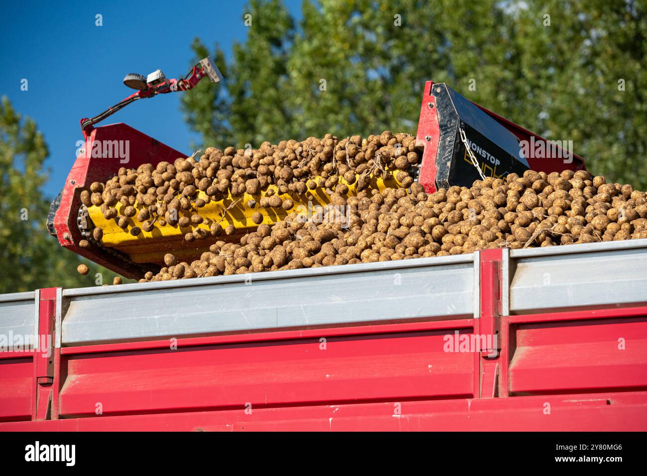Potato harvest: digging up potatoes in the middle of field. Hopper and ...