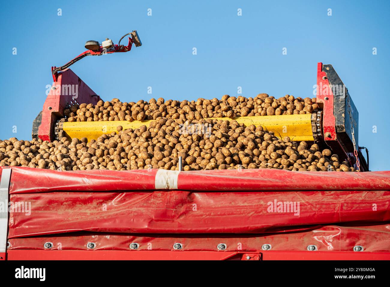 Potato harvest: digging up potatoes in the middle of field. Hopper and ...