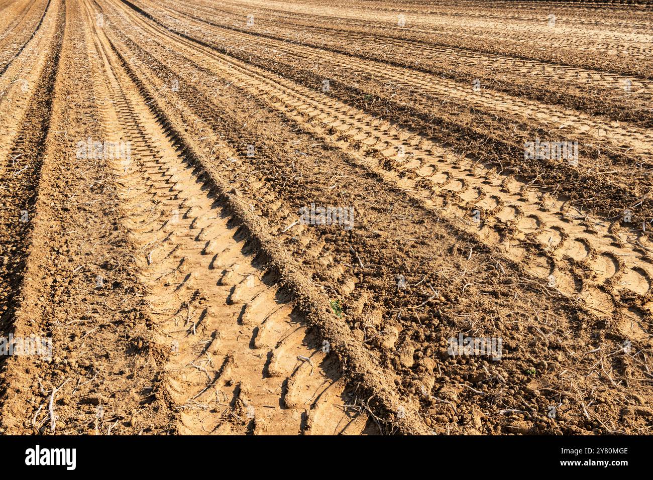 Traces of tractor wheels in the soil during potato harvesting Stock ...