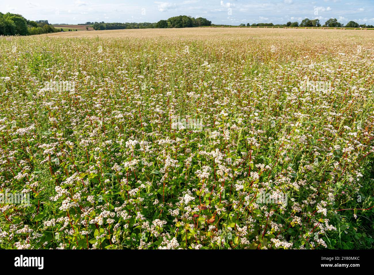 Organic buckwheat in bloom *** Local Caption *** Stock Photo - Alamy