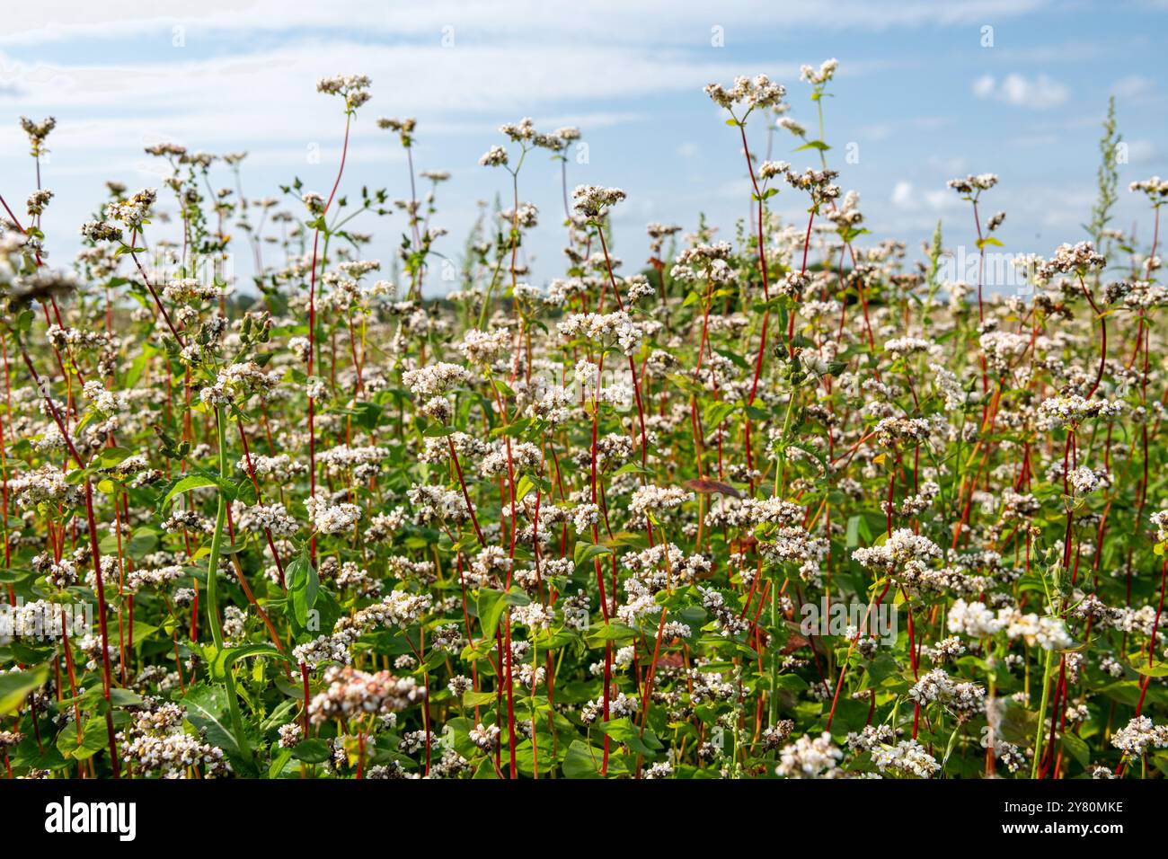 Organic buckwheat in bloom *** Local Caption *** Stock Photo - Alamy