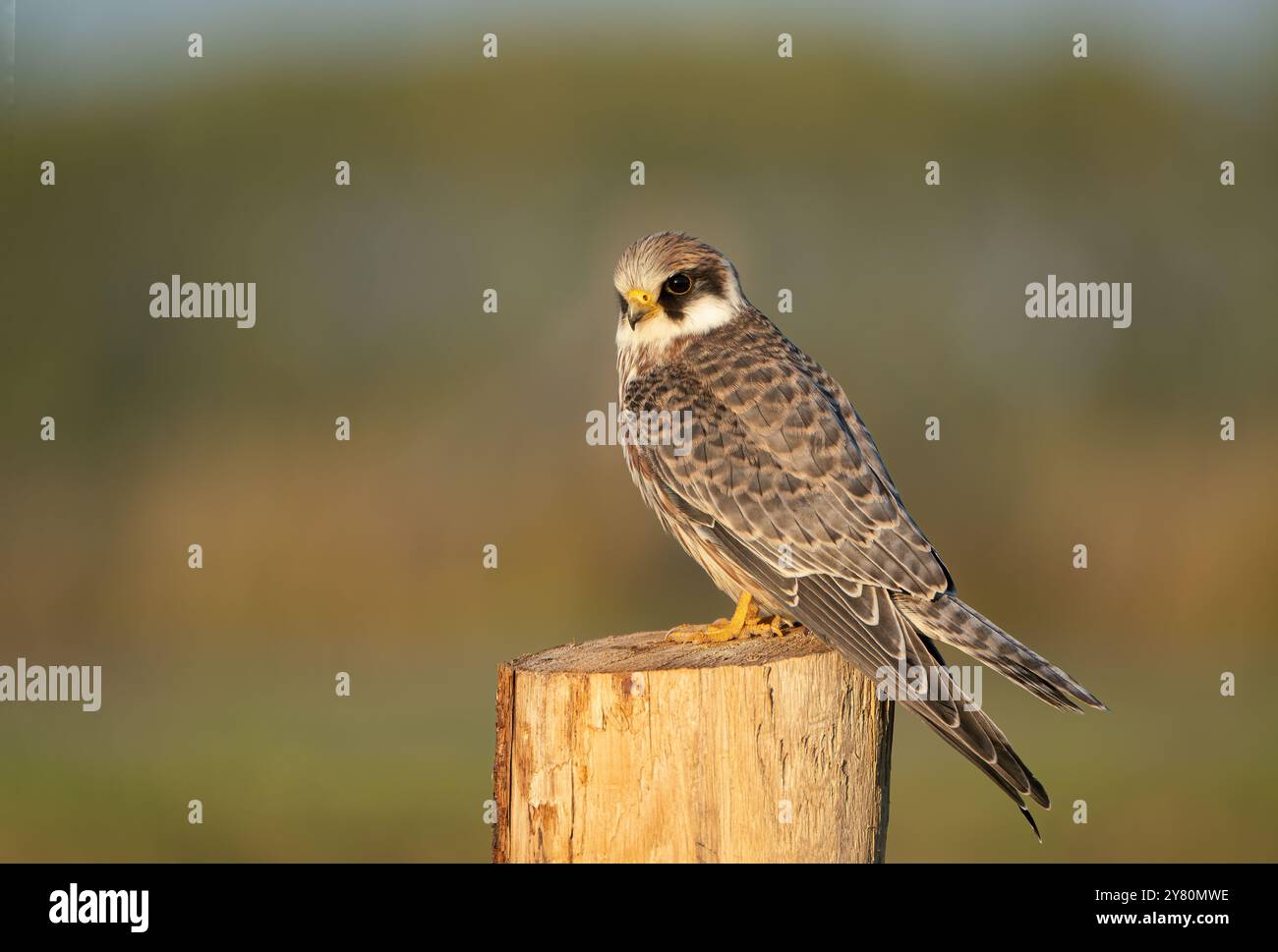 Every Birder Has A “Spark Bird” Stock Photo - Alamy