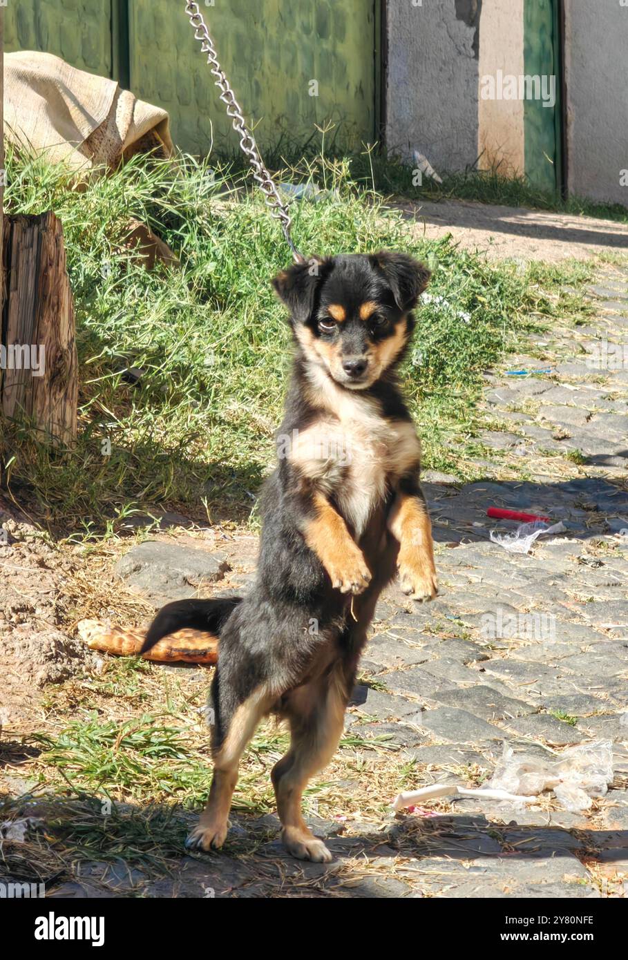 The Cute Little Guardian: A Mixed Breed Dog Between German Shepherd and ...