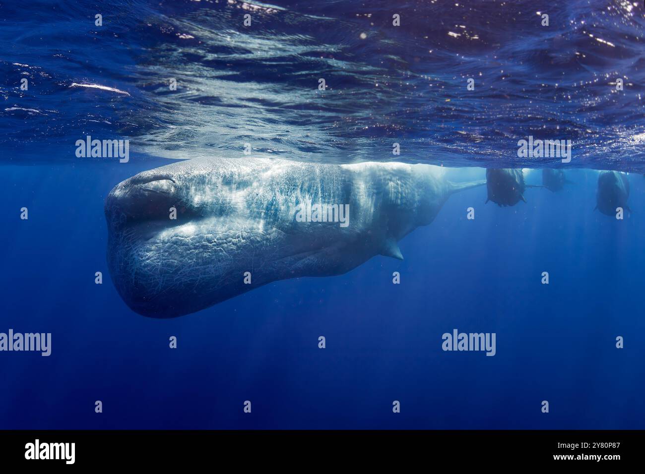 Sperm Whale - Physeter macrocephalus, iconic huge sea mammal and the ...