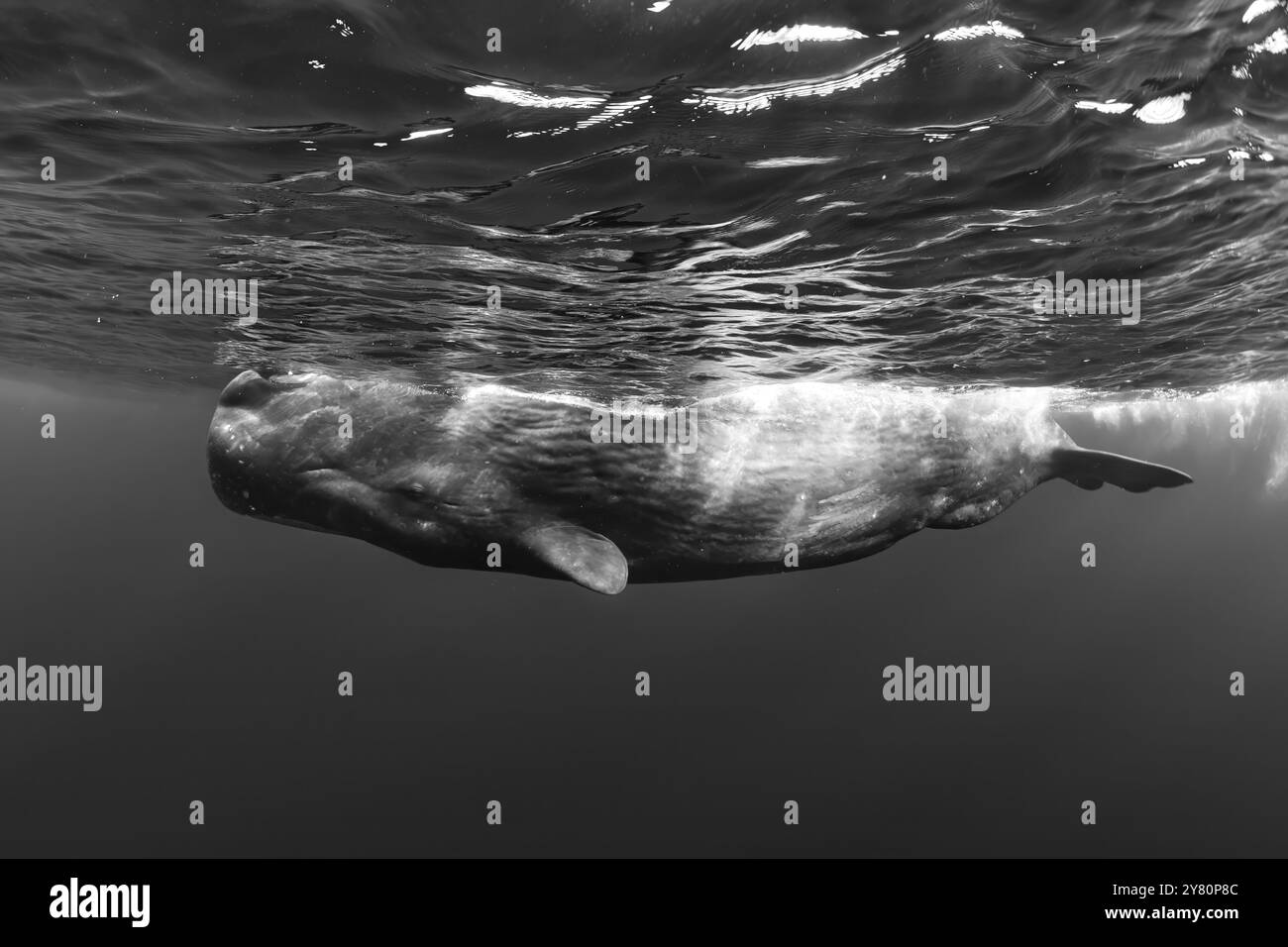 Sperm Whale - Physeter macrocephalus, iconic huge sea mammal and the ...