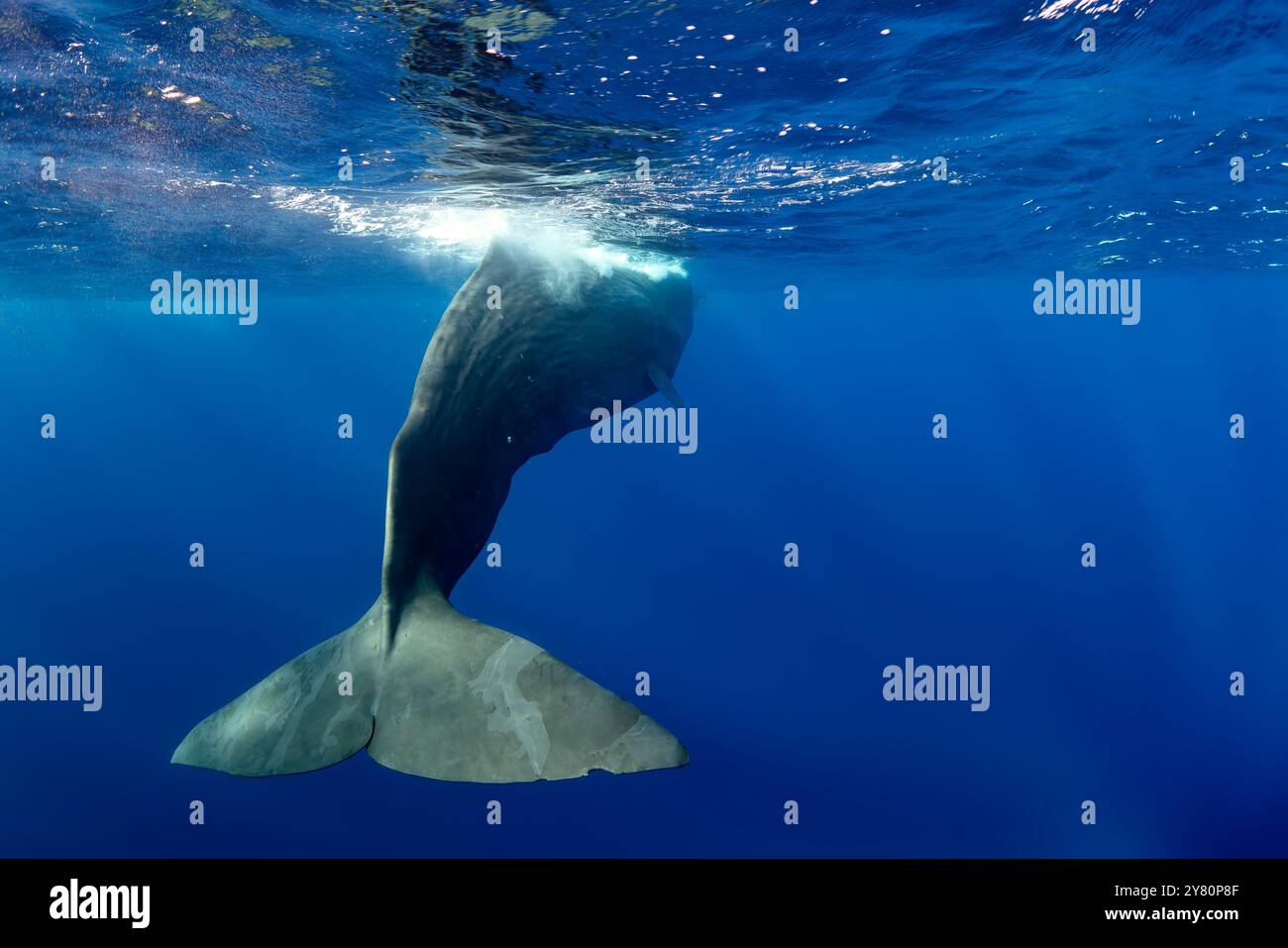 Sperm Whale - Physeter macrocephalus, iconic huge sea mammal and the ...