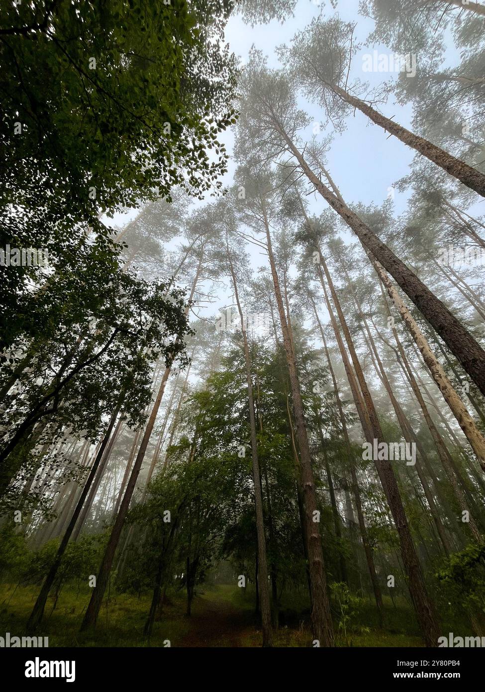 Forest Of Trees Seen From Below Stock Photo - Alamy