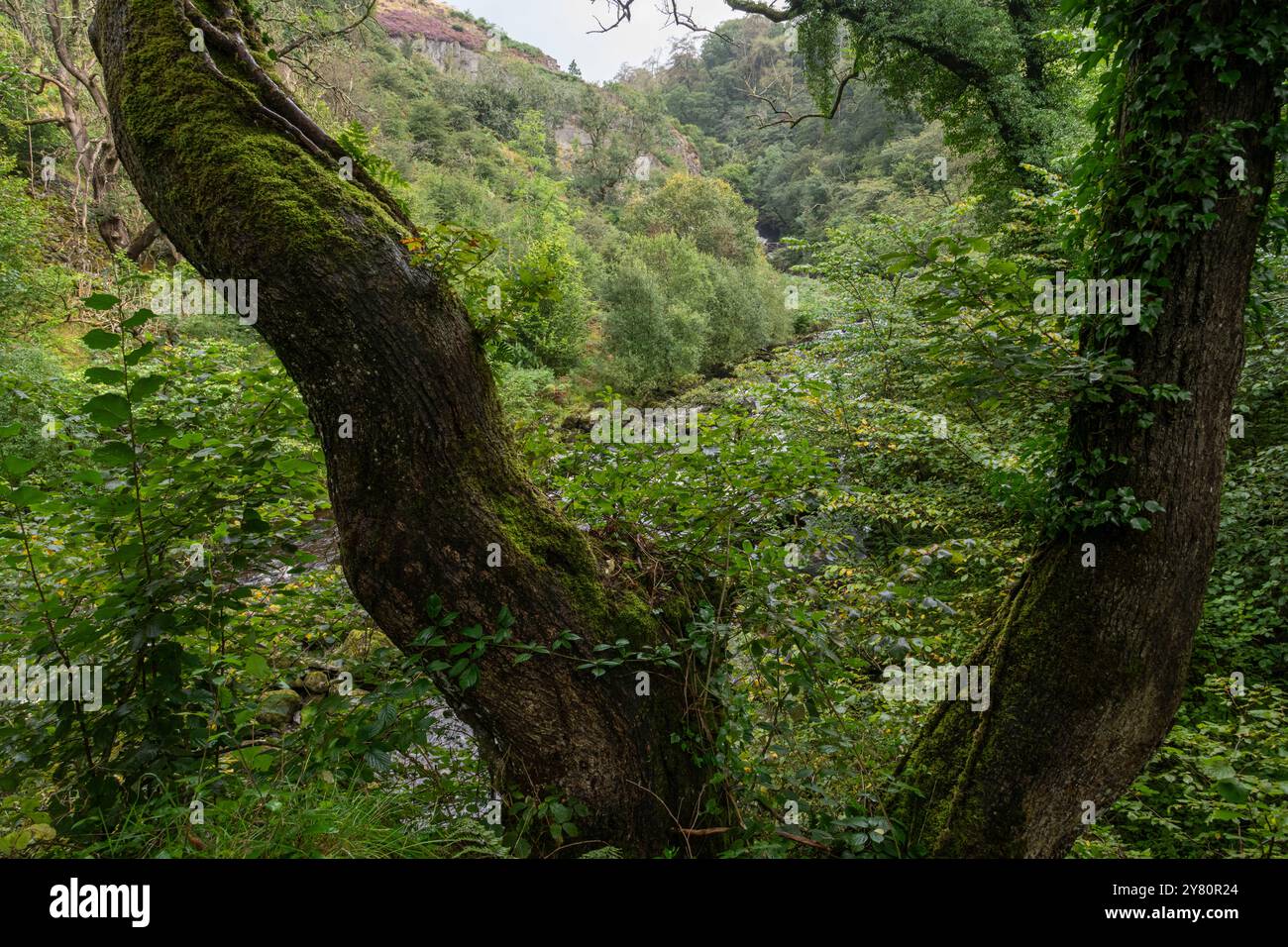 The Ingleton Waterfalls Trail in North Yorkshire, England Stock Photo ...