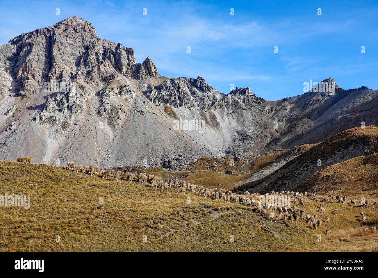 Landscape of the ascent to the Galibier pass in the French Alps: flocks ...