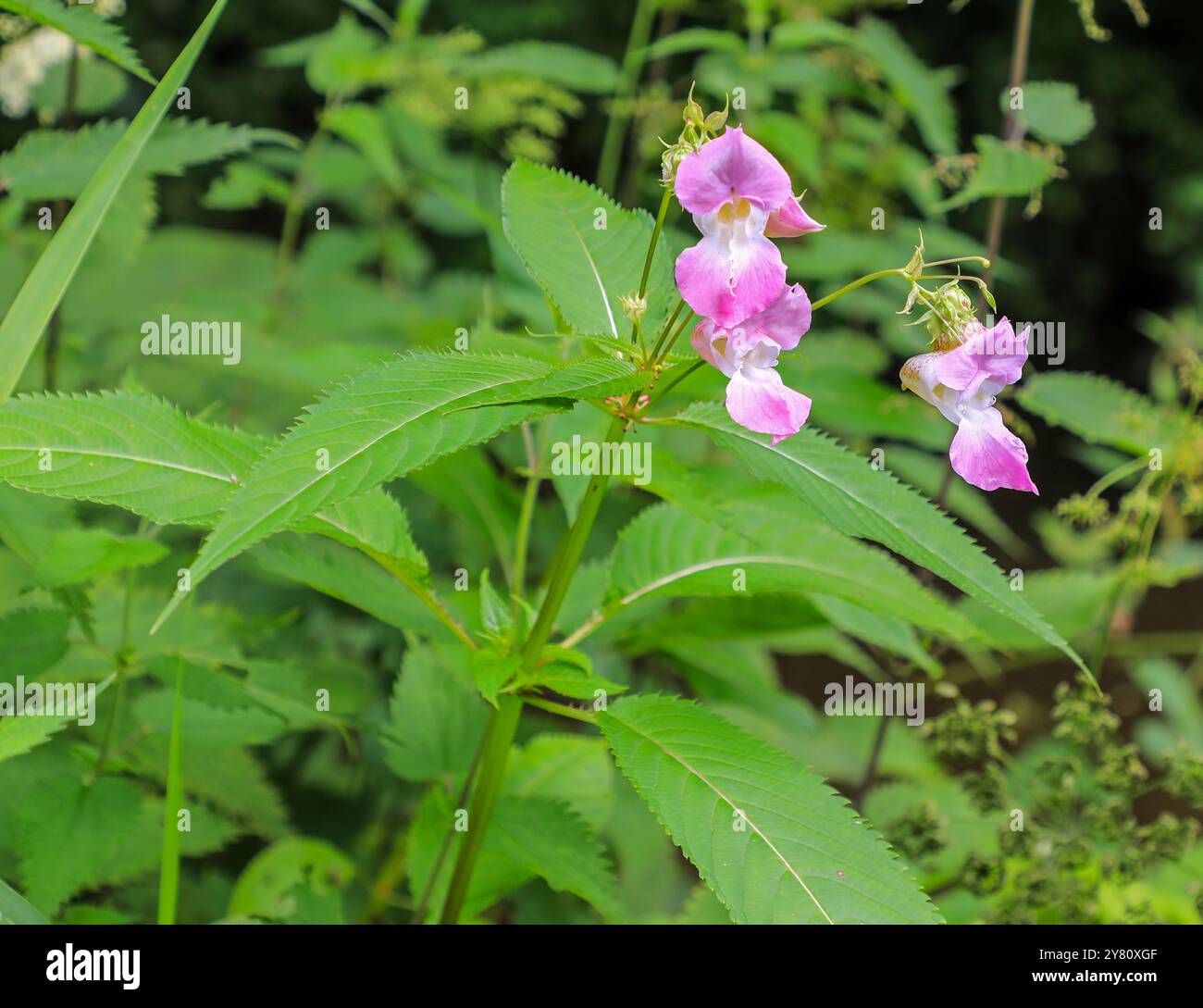 Five pink flowers of Himalayan Balsam (Impatiens glandulifera), England ...