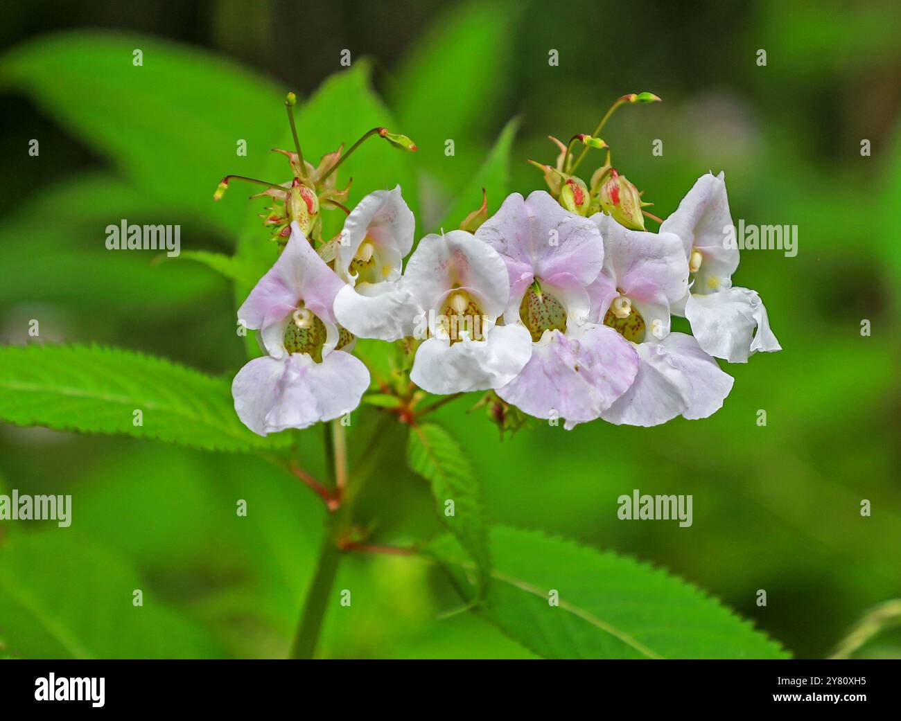 Five pink flowers of Himalayan Balsam (Impatiens glandulifera), England ...