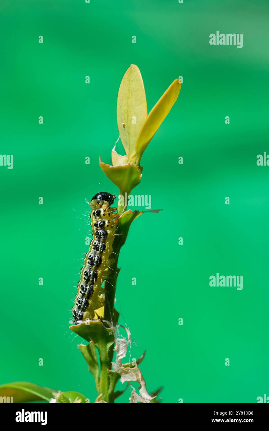 Box-tree moth (Cydalima perspectalis) caterpillar feeding on green ...