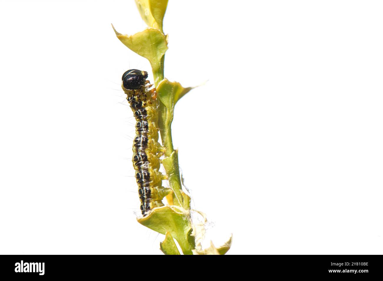 Box-tree moth (Cydalima perspectalis) caterpillar feeding on green ...