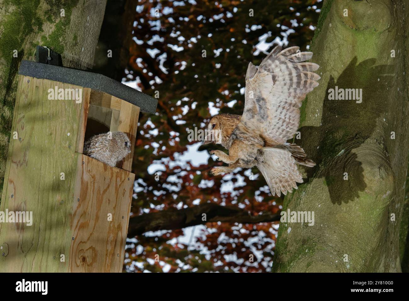 Tawny owl flying prey hi-res stock photography and images - Alamy