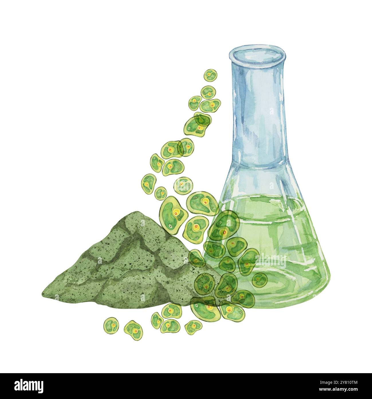 Lab flask with green Chlorella algae cells and algae powder. Seaweed ...