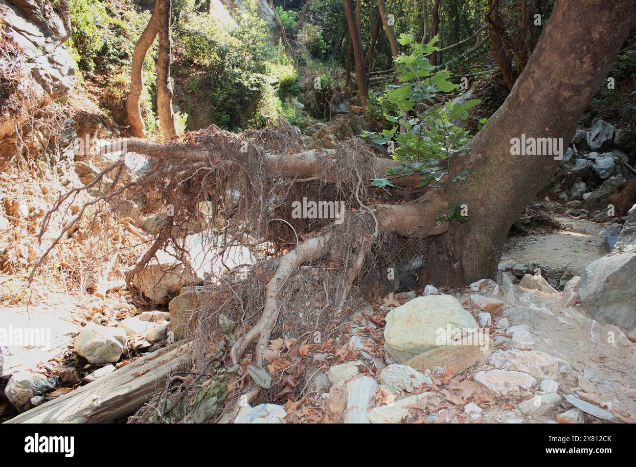 The path of the centaurs (after Cyclone Daniel) Portaria Pelion Greece ...