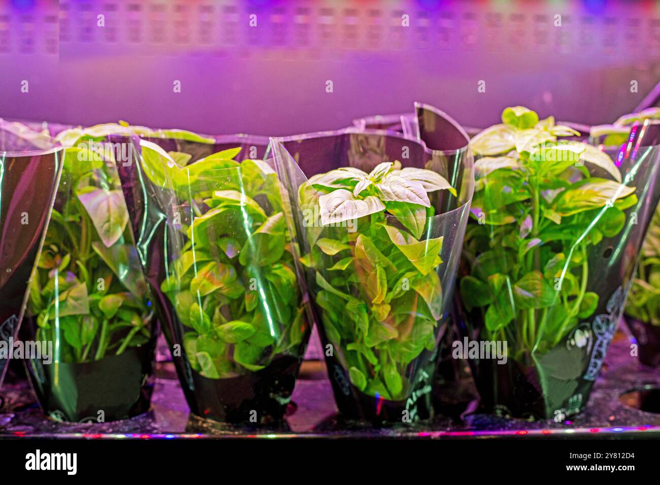 fresh green basil in pots in the supermarket. Caring for healthy eating ...
