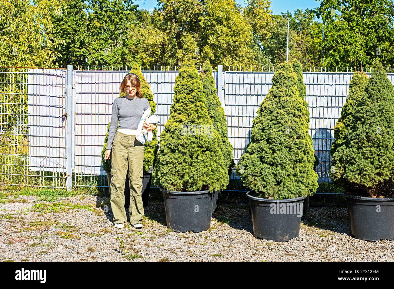 saplings of spruce conica canadensis in a container with a closed root ...
