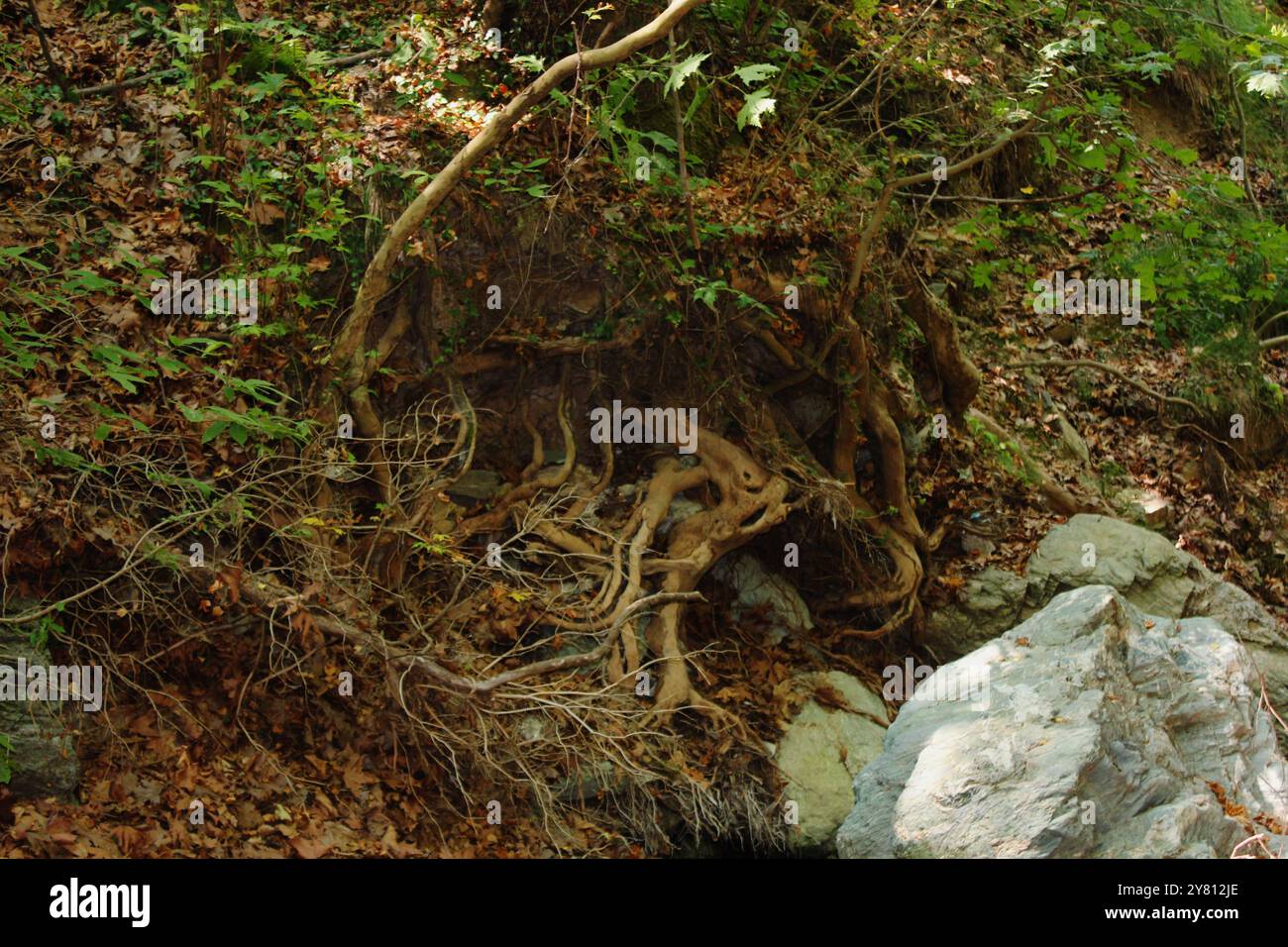 The path of the centaurs (after Cyclone Daniel) Portaria Pelion Greece ...