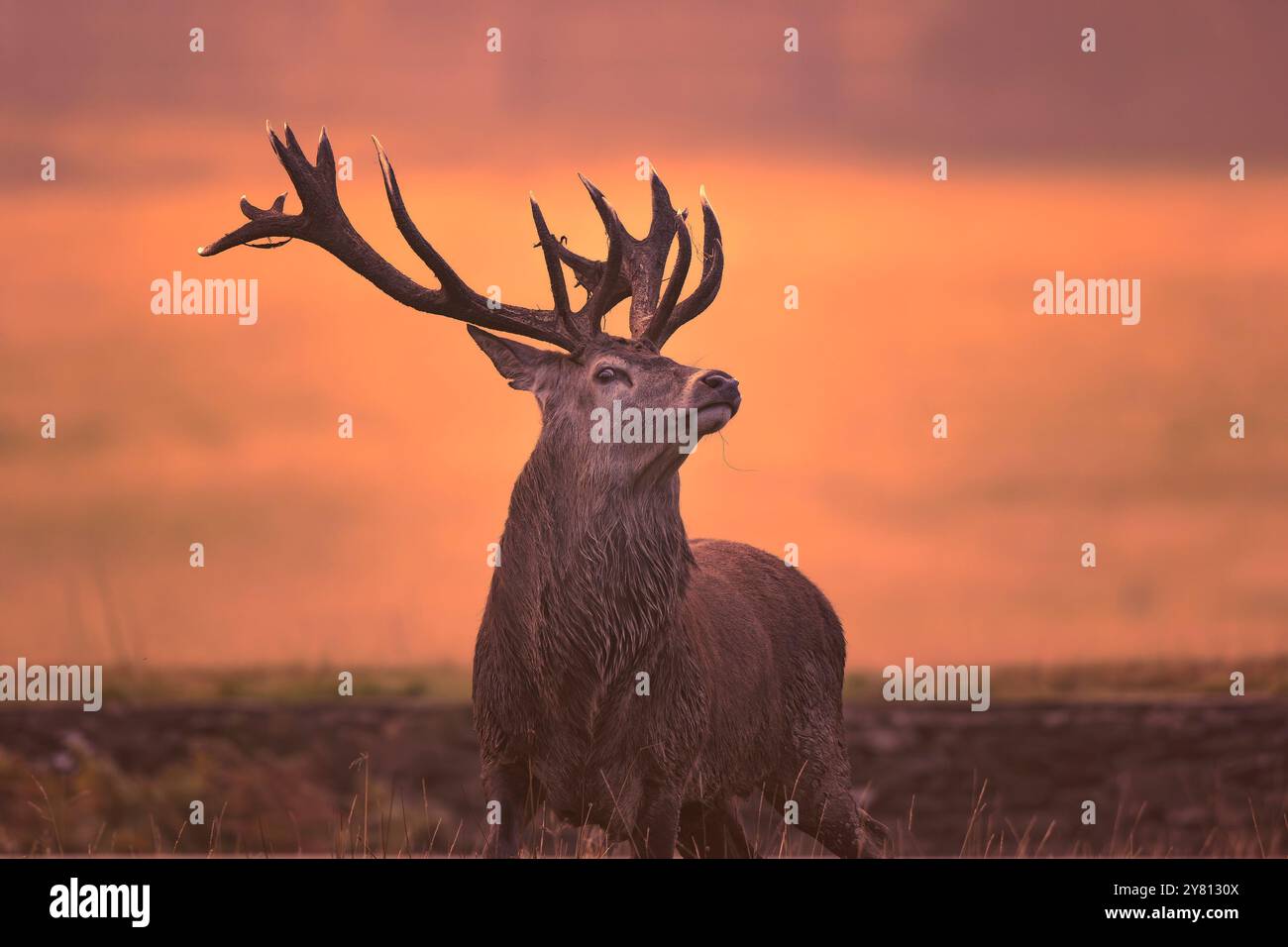 A British deer stag with a warm sunset background Stock Photo - Alamy
