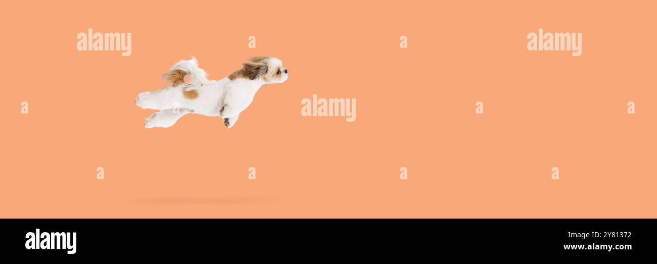 Funny image of adorable, playful, purebred Shih Tzu dog in motion ...