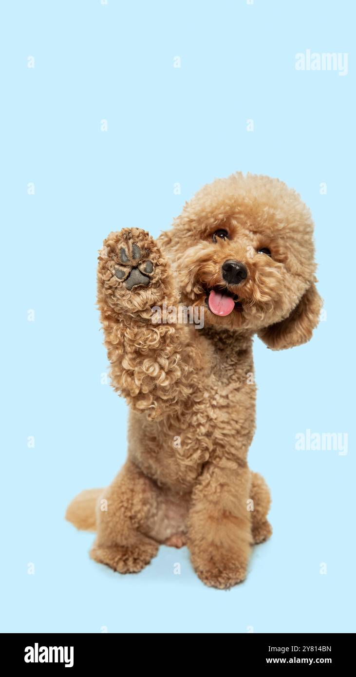 Playful, happy, cute purebred dog, Poodle sitting and giving a paw with ...
