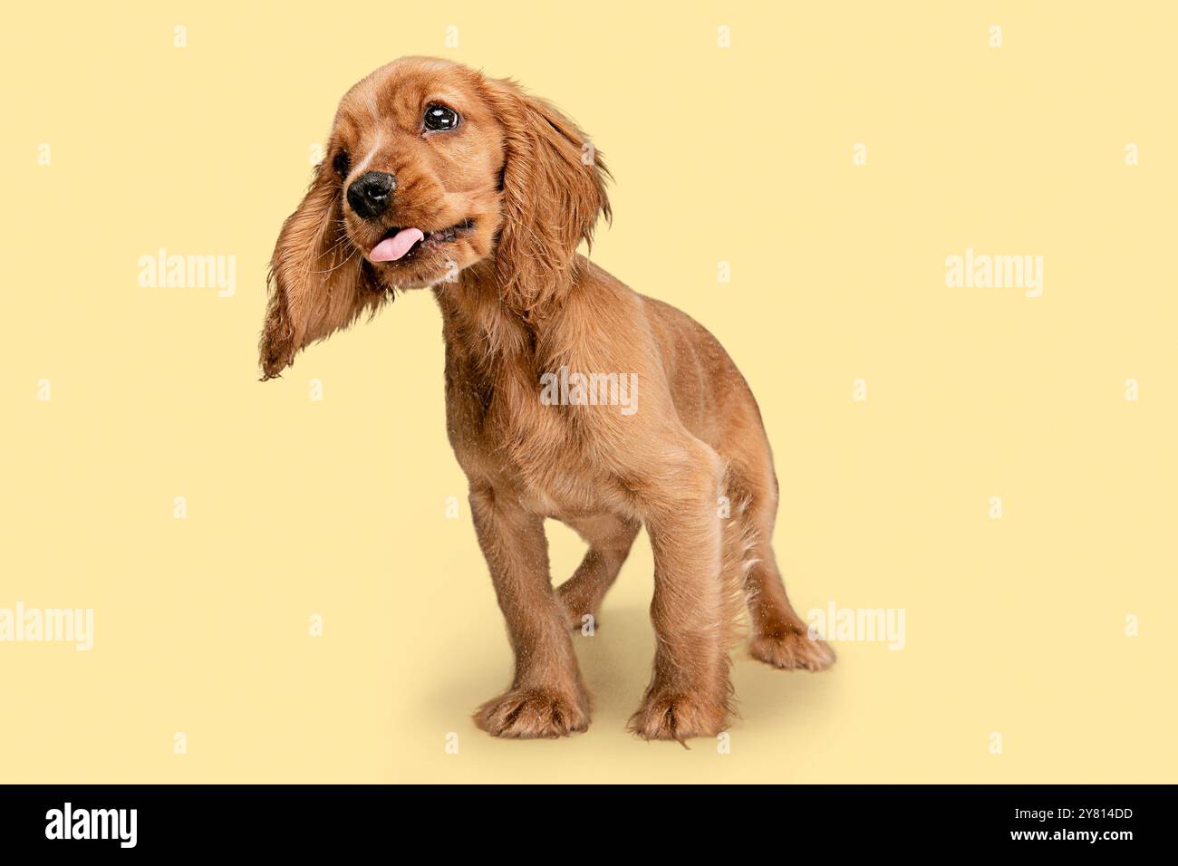 Beautiful, playful, purebred Cocker Spaniel dog with tongue sticking ...