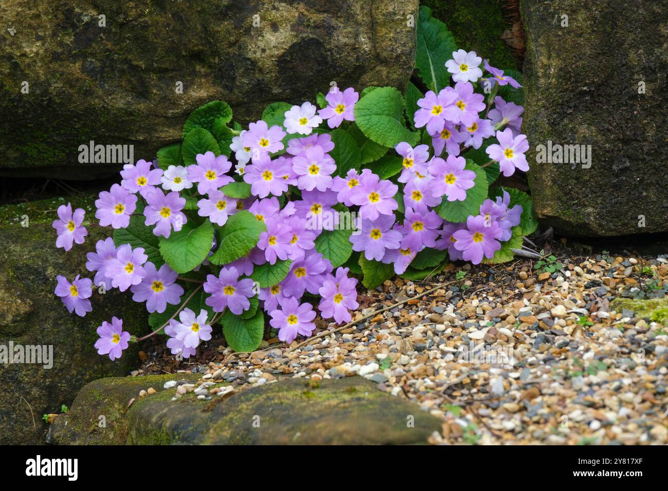 PRIMULA HETEROCHROMA, Pink and magenta petals shaded to a deeper colour ...