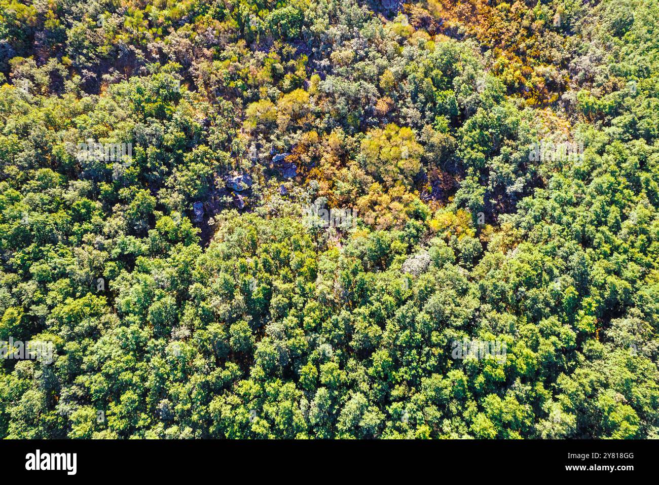forest of various species of deciduous trees aerial view from a drone Stock Photo - Alamy