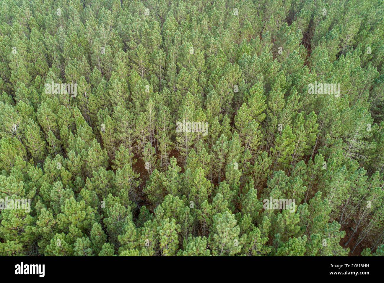 Young oak forest aerial hi-res stock photography and images - Alamy
