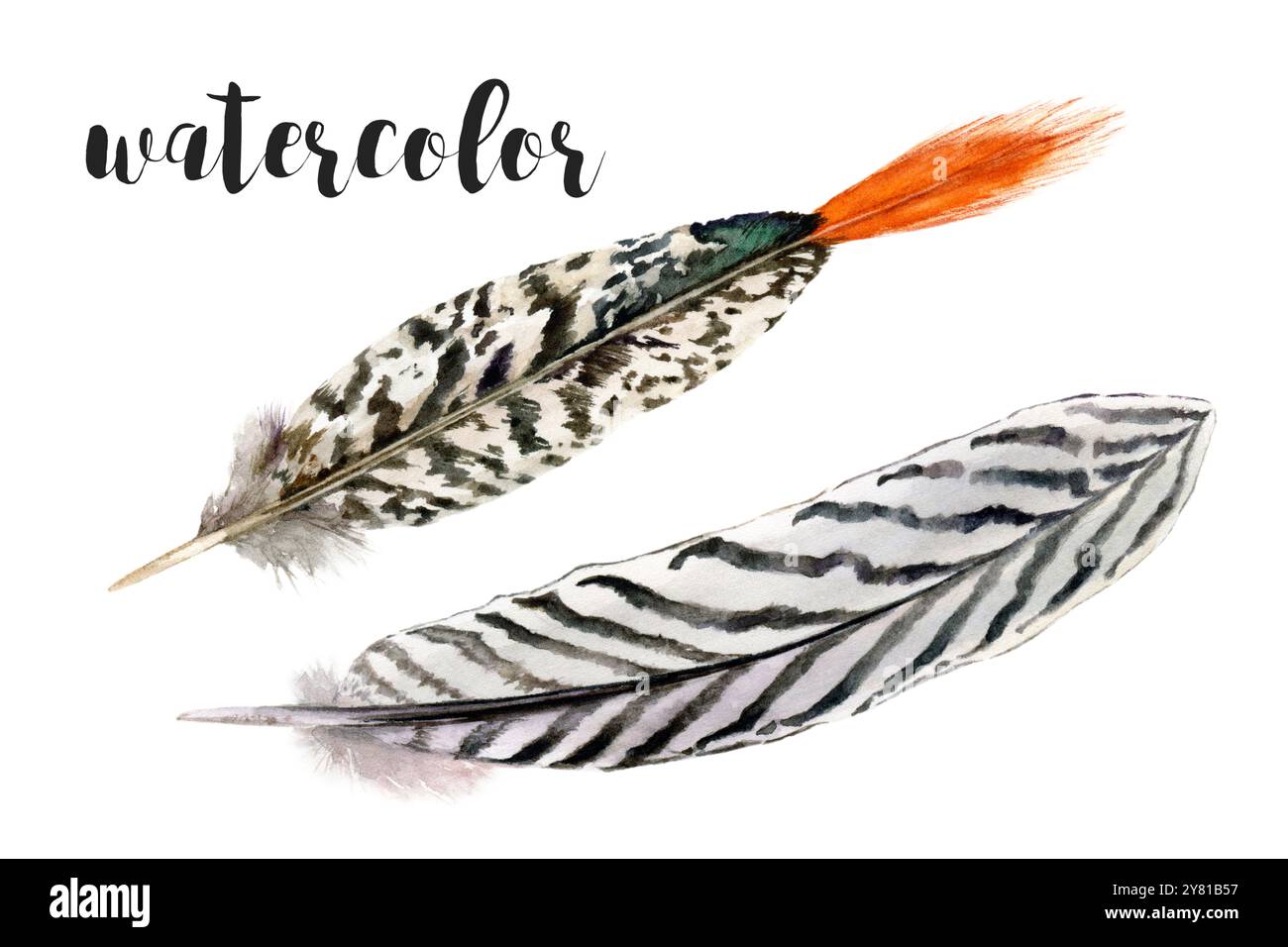 Hand-Painted Watercolor Bird Feathers Botanical Illustration Stock ...