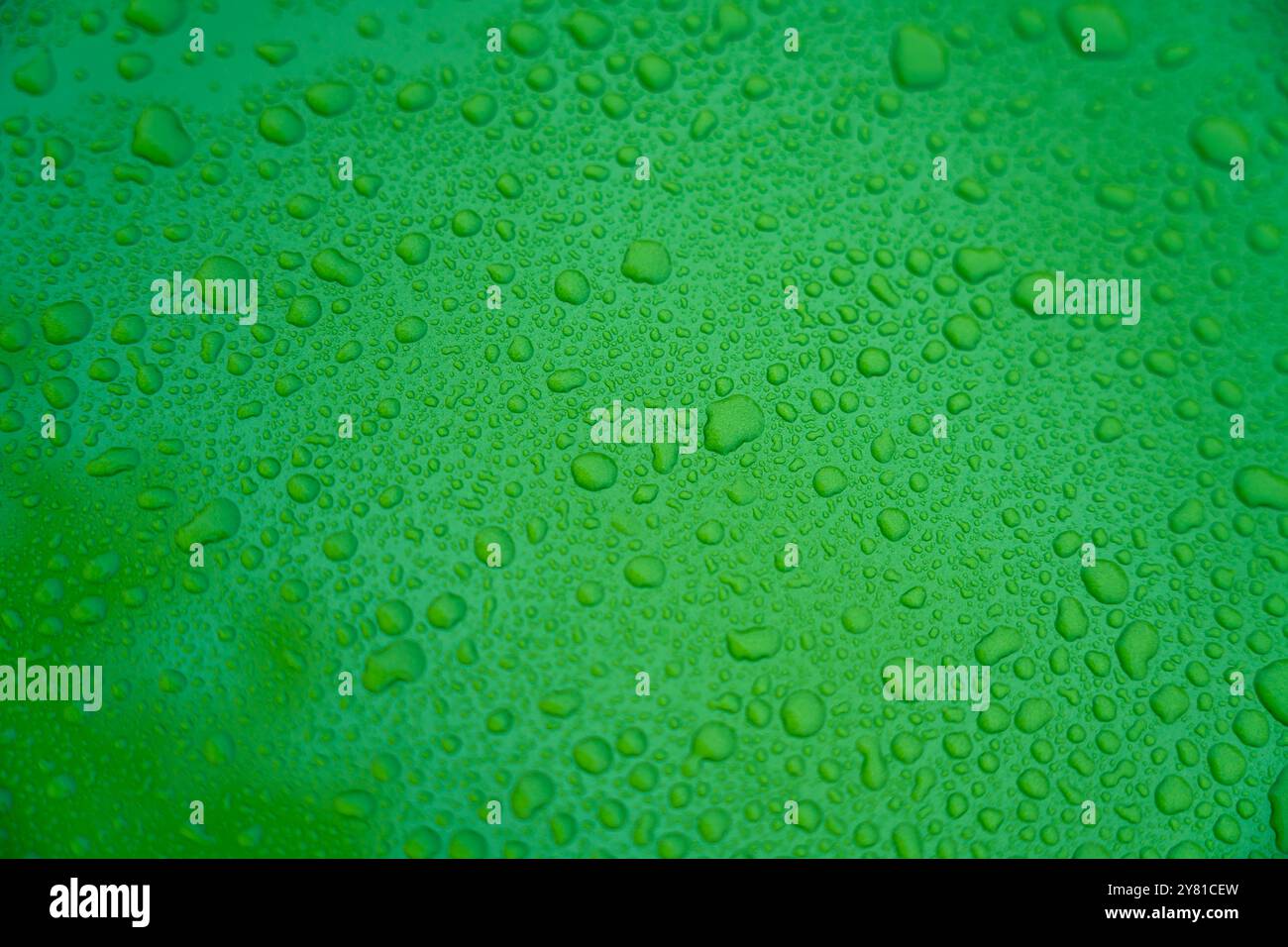 Water droplets on a green surface after a rainstorm Stock Photo - Alamy