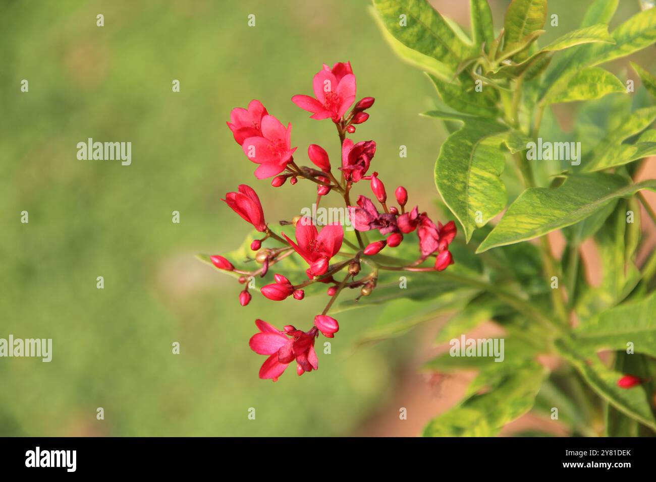 The vibrant bunch of Red Jatropha blooming delightfully Stock Photo - Alamy