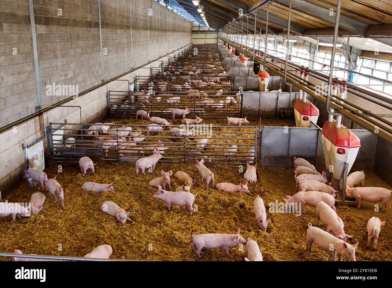Pigs roam in a shed of the Piggly farm in Pegognaga, near Mantova ...