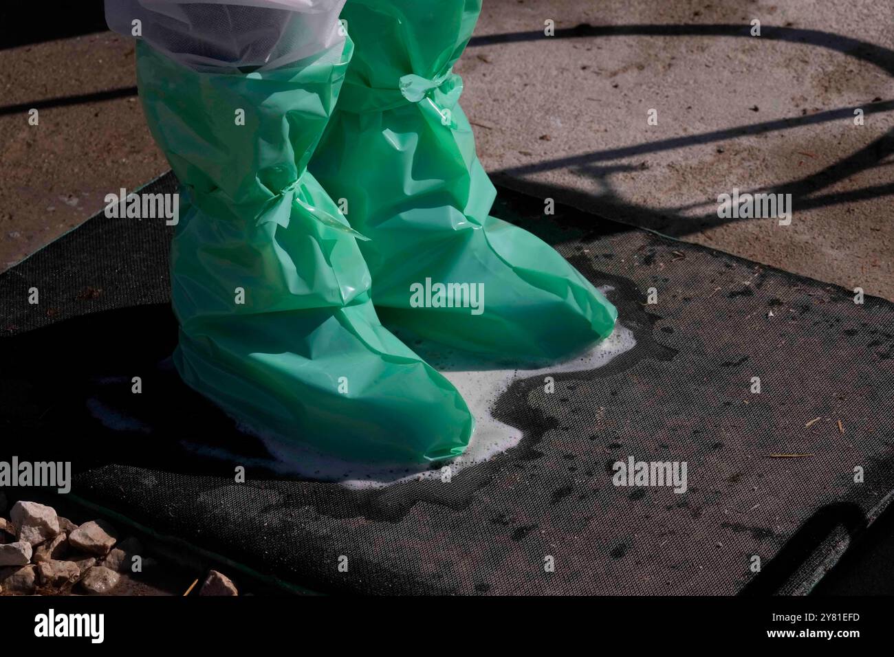 Sergio Visini , founder of Piggly farm, sanitises shoes before entering ...
