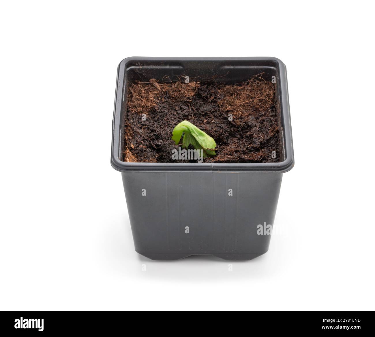 Baby squash plant sprout in plastic pot ready to plant isolated on ...
