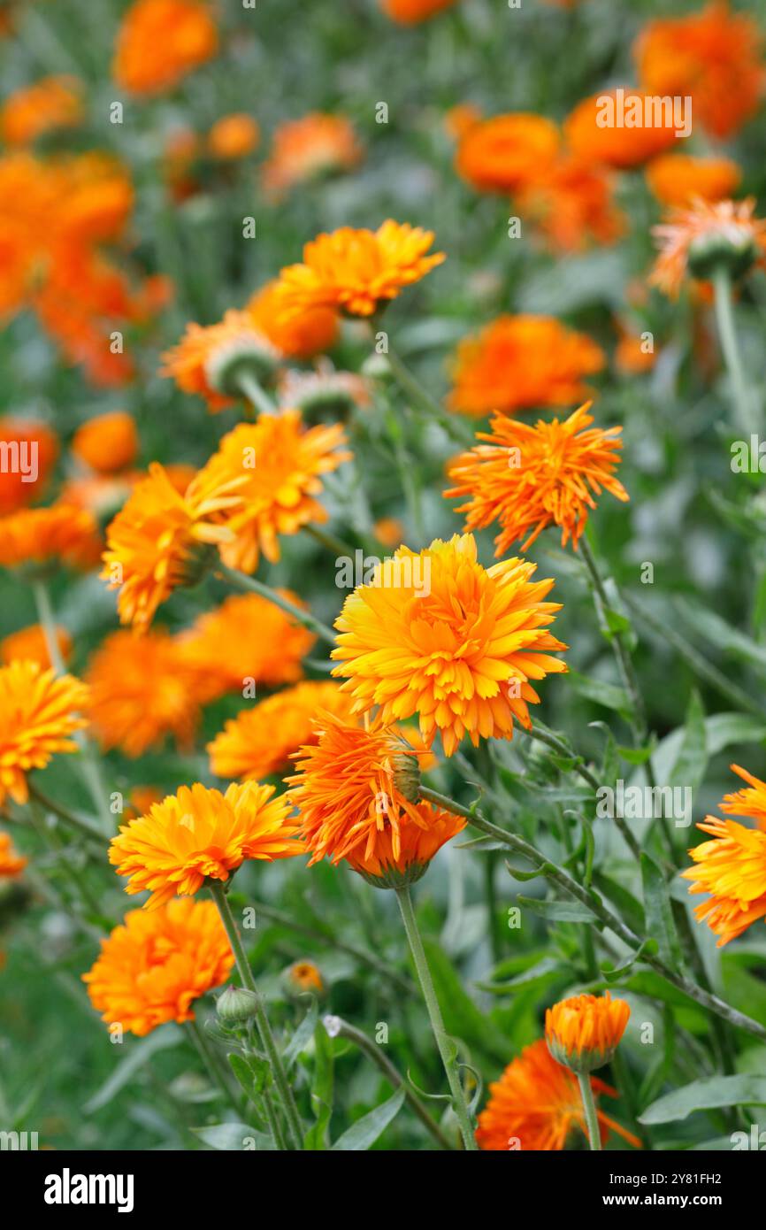 Calendula officinalis flowers Stock Photo - Alamy