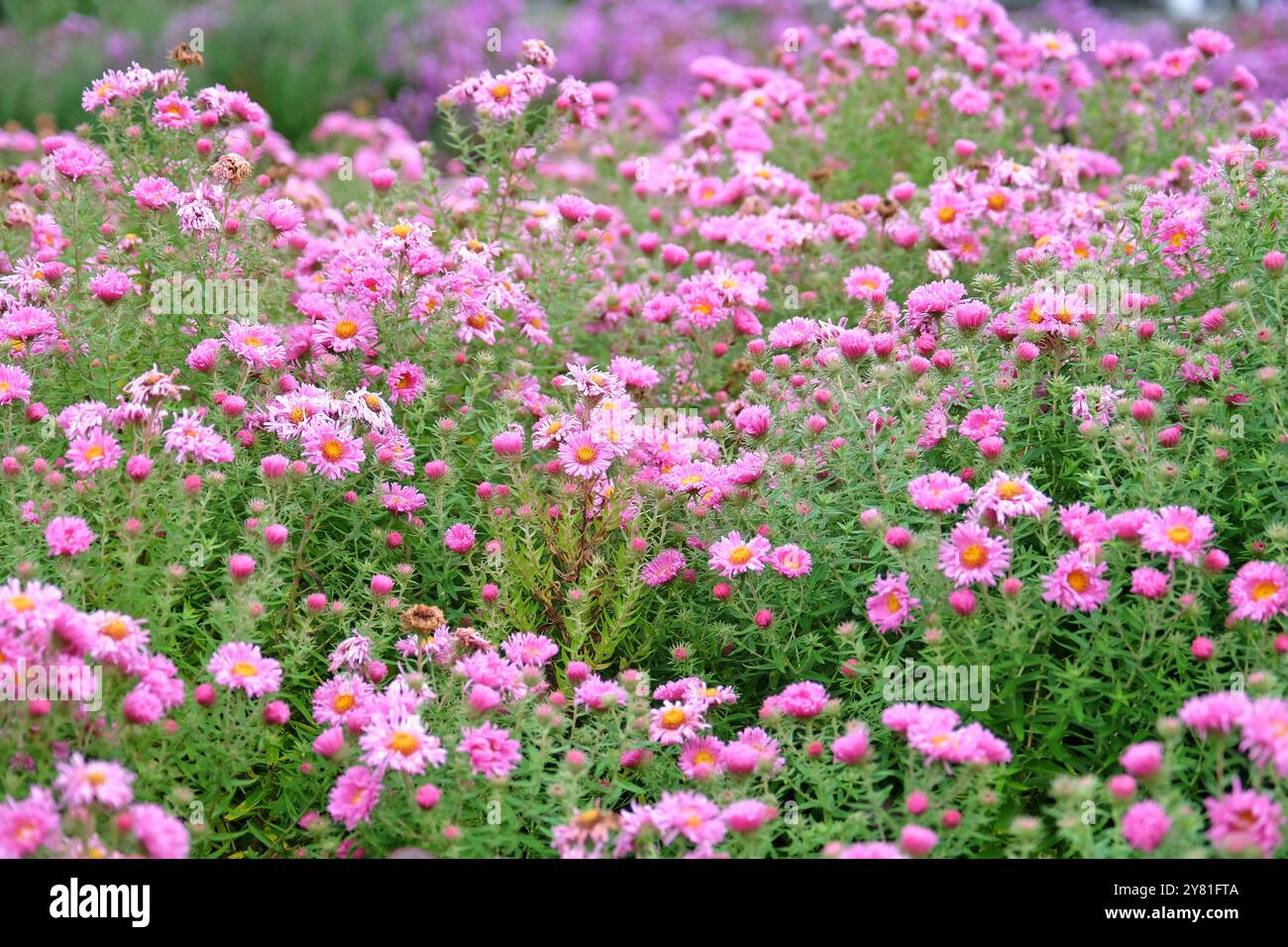 Symphyotrichum novae angliae, New England Aster, or Michaelmas daisy ...