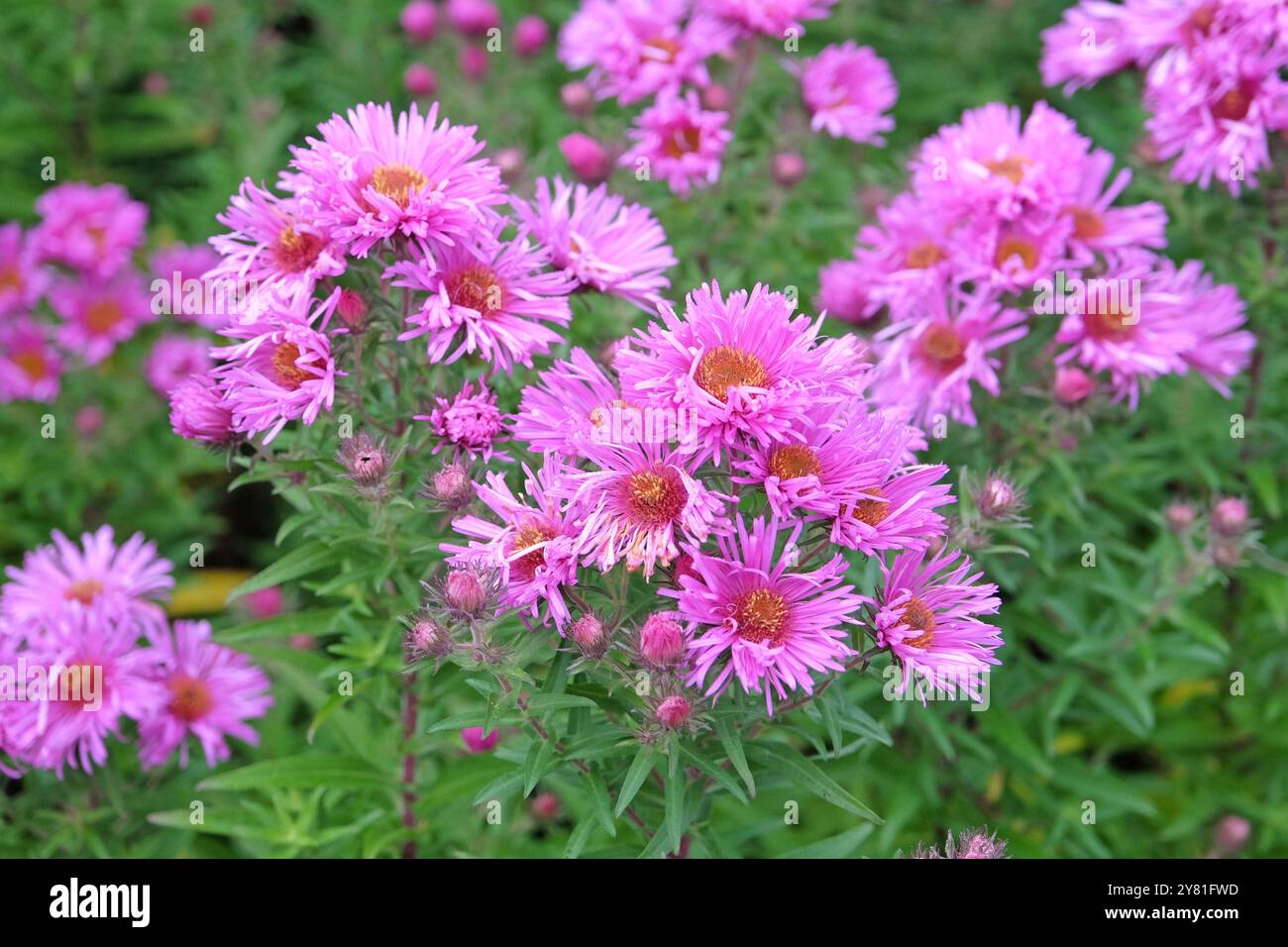 Pink Symphyotrichum novae angliae, New England Aster, or Michaelmas ...