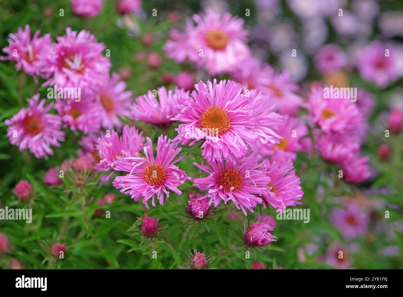 Pink Symphyotrichum novae angliae, New England Aster, or Michaelmas ...